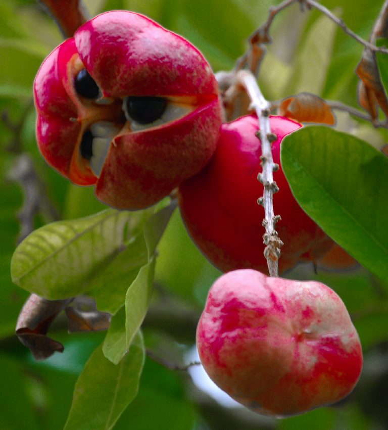 21 Exotic Fruits Around the World (Where + When to Eat Them)