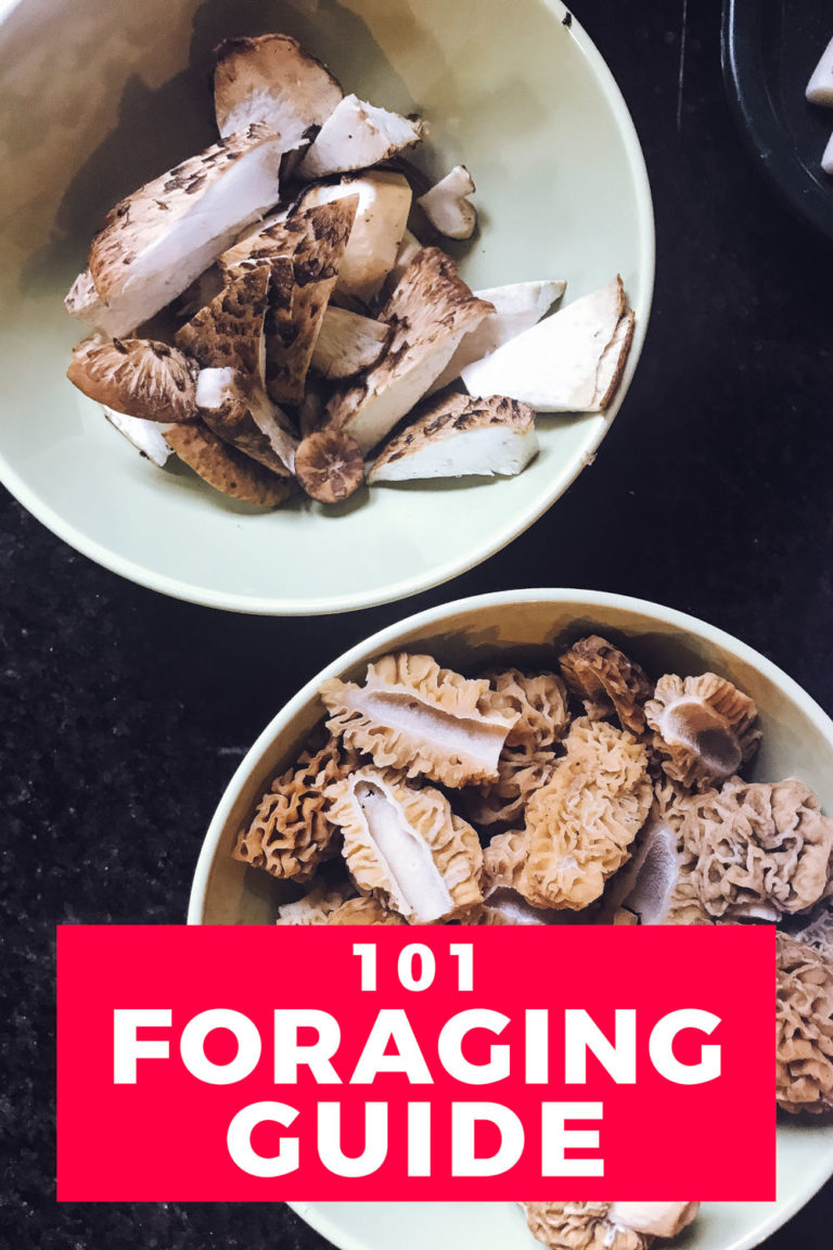 Foraging Edible Plants - A Beginner's Guide to Foraging with Confidence