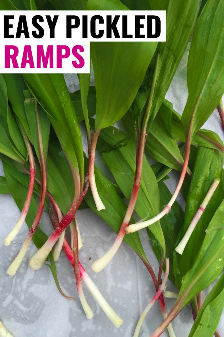 How to Pickle Ramps aka Wild Leeks - Beginner's Guide!