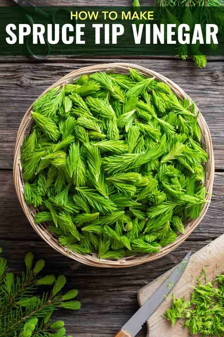 Got Spruce Tips? Make Spruce Tip Vinegar - Bacon is Magic