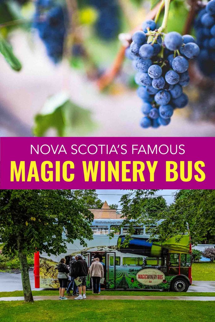 Is the Magic Winery Bus Worth it? An Honest Review