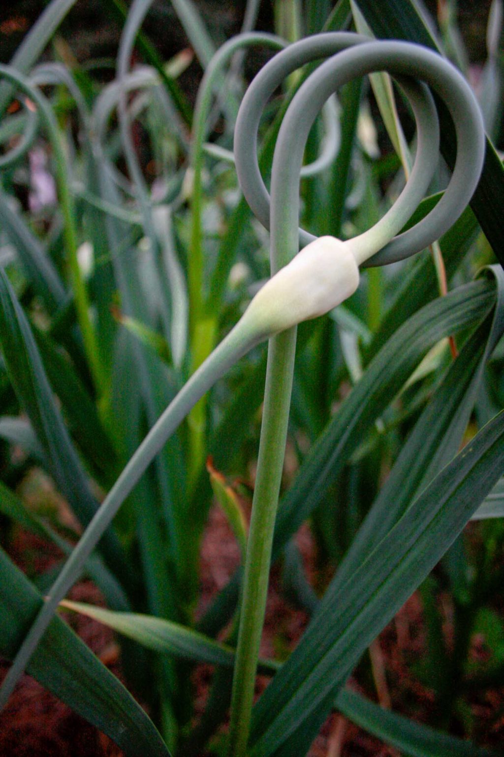 13 Garlic Scapes Recipes You Need to Try - Bacon is Magic