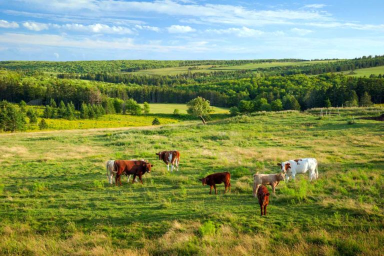 PEI Food: Best Things to Eat on Prince Edward Island