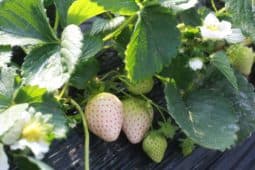 19 Chilean Fruits You’ll Love + PHOTOS