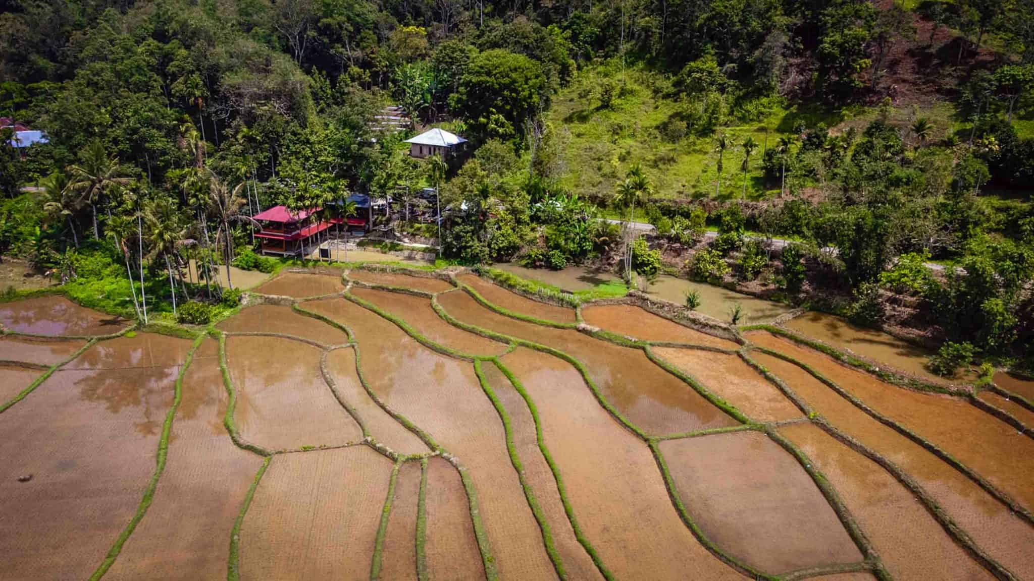 Teh Talua: Libido Boosting Egg Tea (RECIPE)